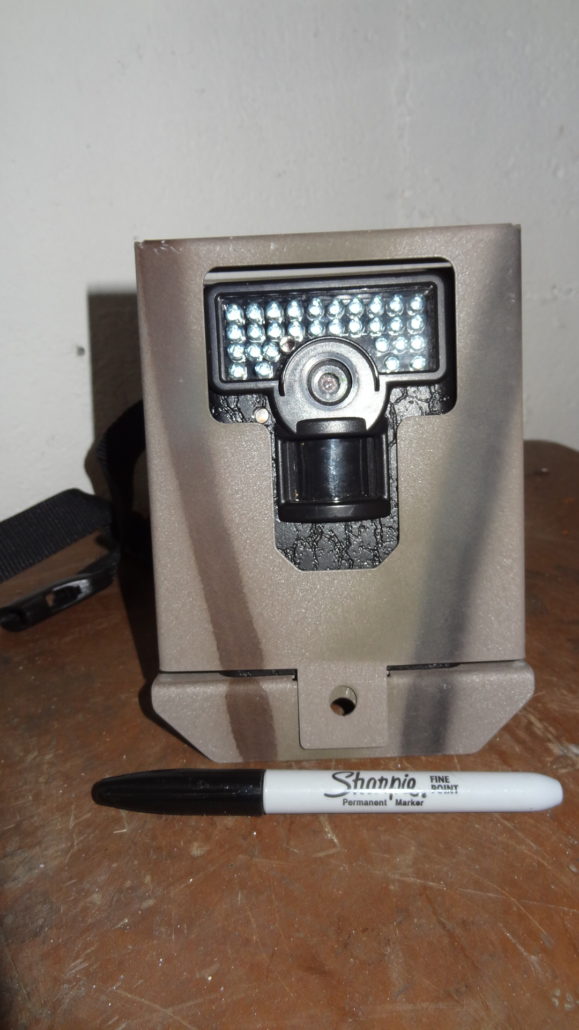 Can I use a wildlife camera for rat control? 2 reasons using a wildlife ...