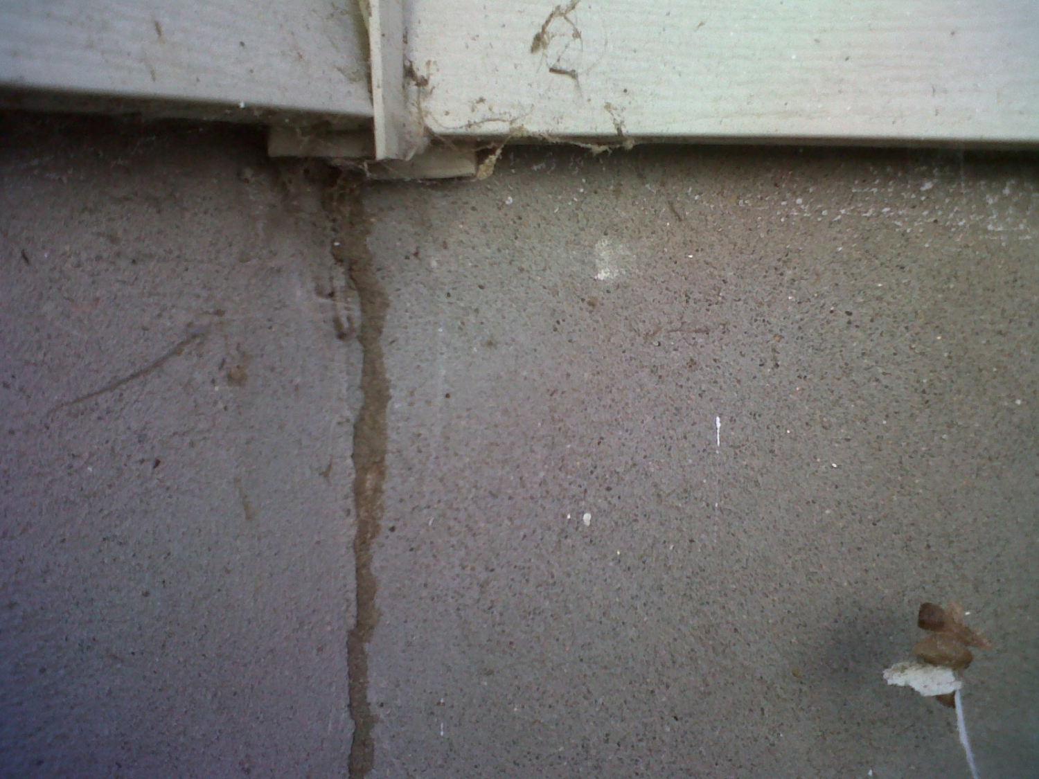 Termite Mud Tubes - Greenhow