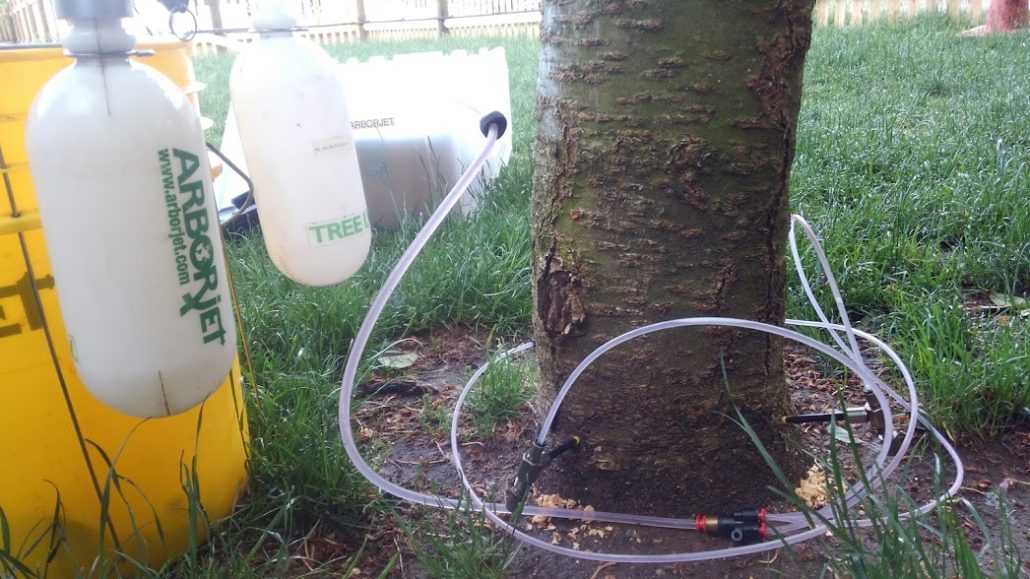 Fall Tree Injections (Tree I.V.) for insect control underway now ...