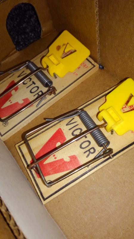 How to set effective mouse snap traps? 3 rules of mouse trapping ...