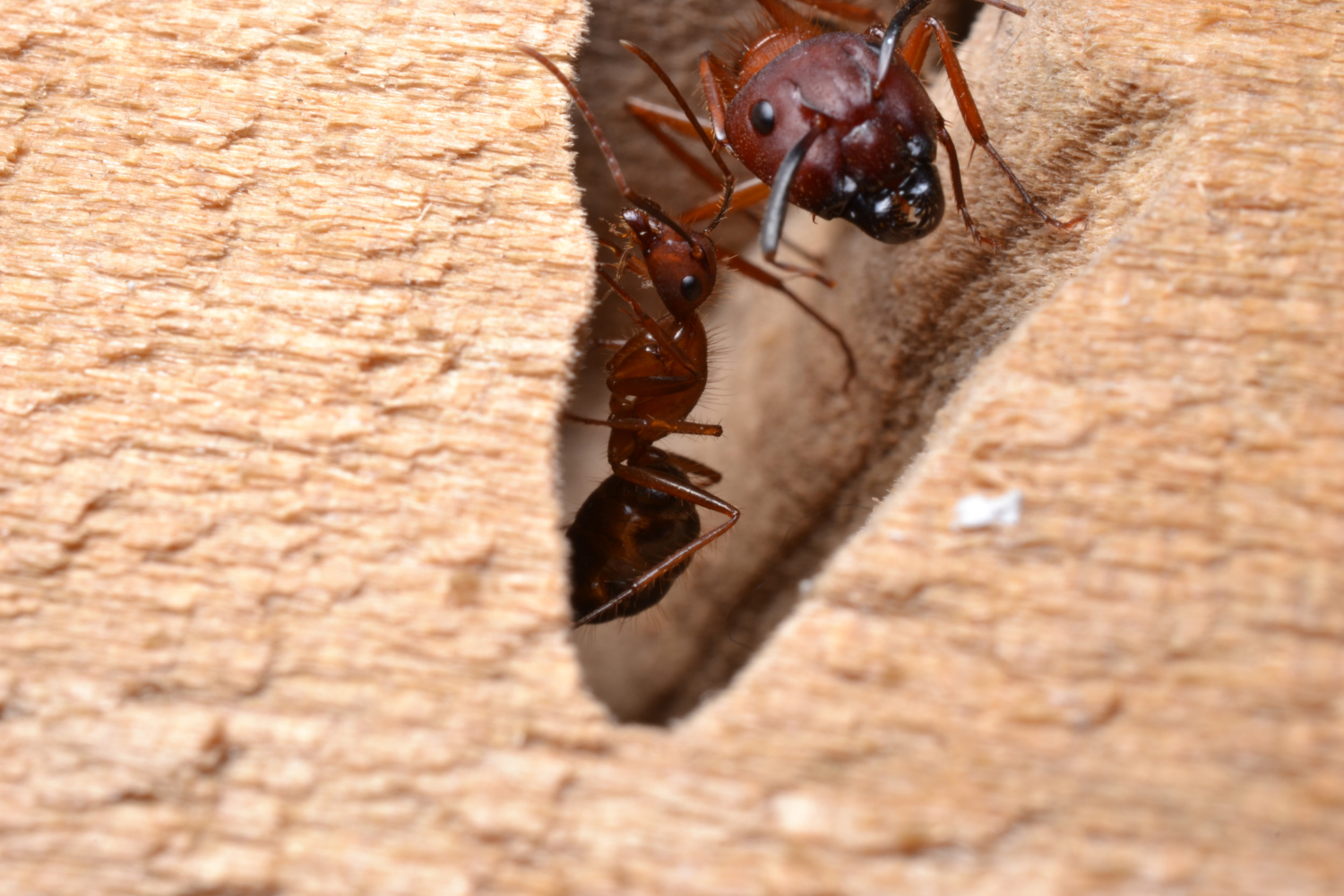 Carpenter Ants Treatment & Removal - Greenhow