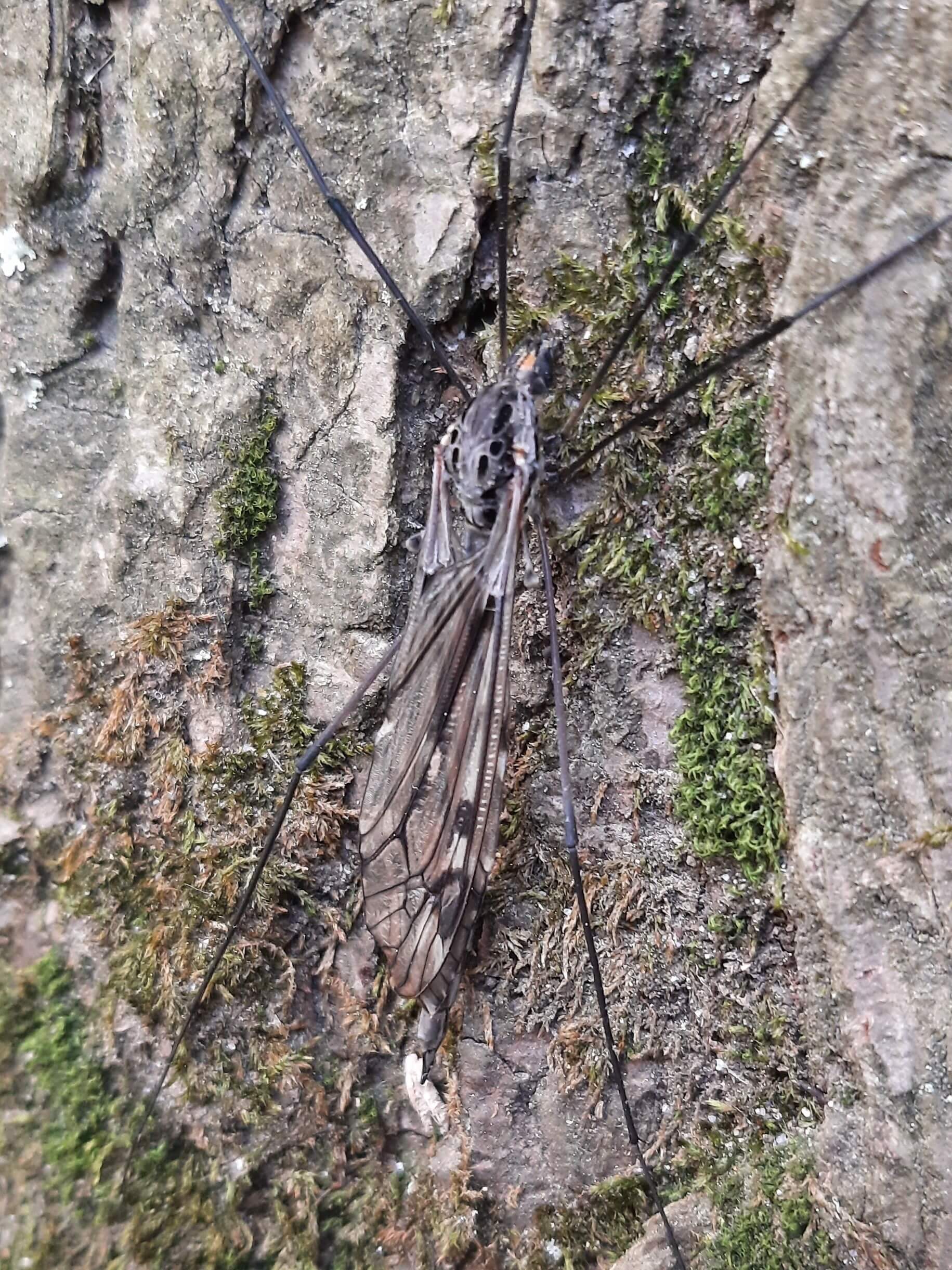 Giant Crane Fly - the good kind. - GreenHow Pest and Termite Control Boston