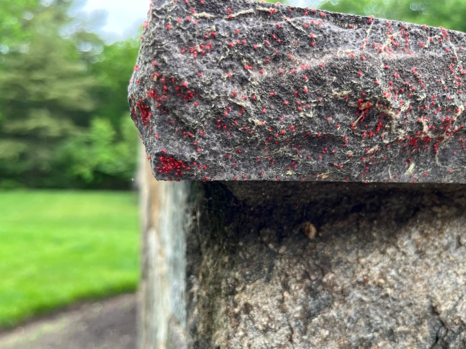 What are these red bugs on my sidewalk? - GreenHow Pest and Termite ...