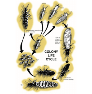 How to Get Rid of Flying Termites