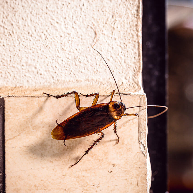 Cockroach Control & Removal Services - Greenhow