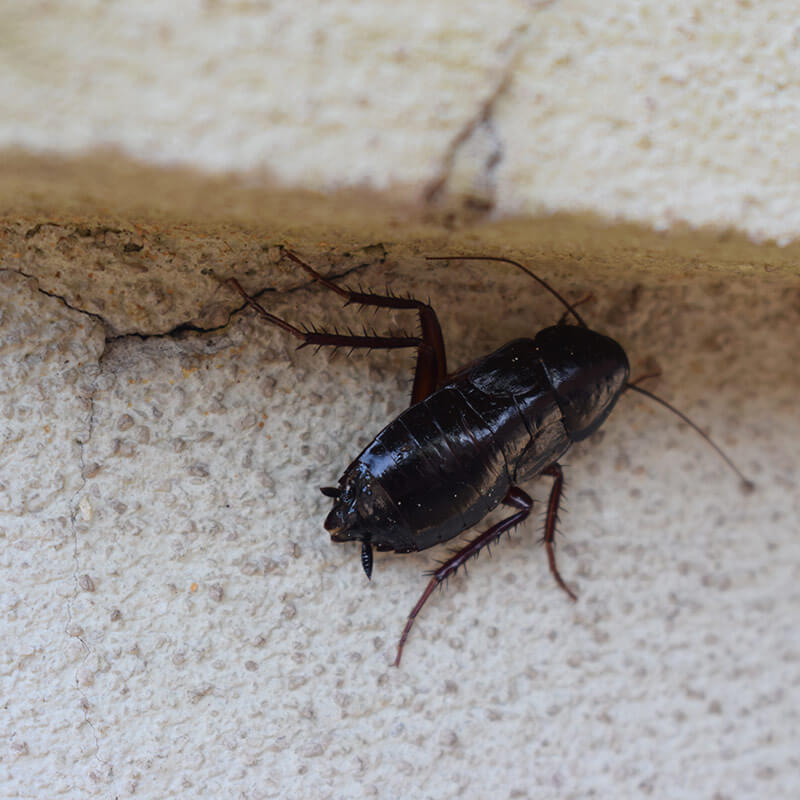Cockroach Control & Removal Services - Greenhow