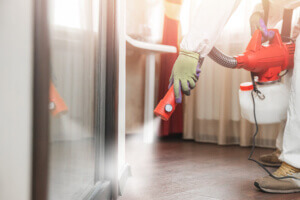 Dealing with Common Spring Pests in Boston - GreenHow