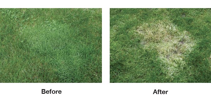 Tenacity Weed Control: What It Is & How It Works - GreenHow